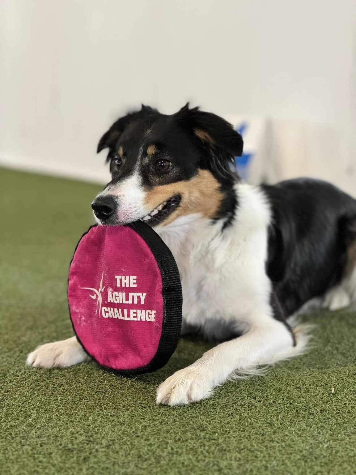 2025 European Open Klimb Sweepstakes - Agility Challenge Acres